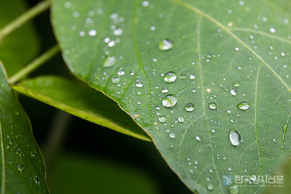 2025년 백로(白露) “흰 이슬이란 뜻, 가을이 본격적으로 시작되는 절기”